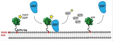 Function Of The Mon1 Ccz1 Complex On Endosomes Pmc
