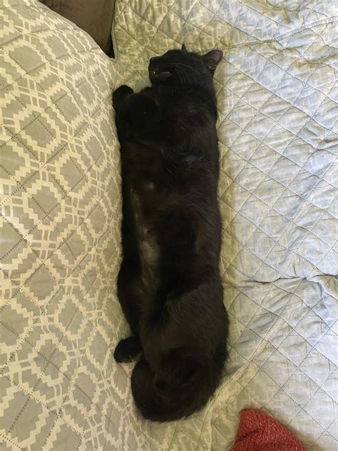 Long Boi Scrolller Long Boi Scrolller