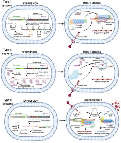 Crispr Expression And Interference Step In Type I Top Type Ii