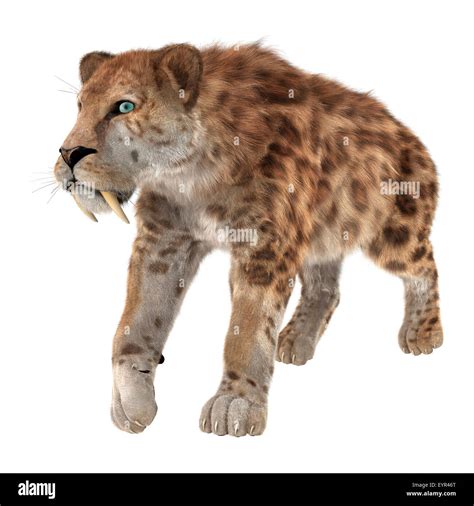 3d Digital Render Of A Smilodon Or A Saber Toothed Cat Isolated On