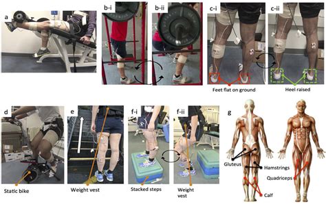All The Exercises Investigated In This Article Panel A Shows The Download Scientific Diagram