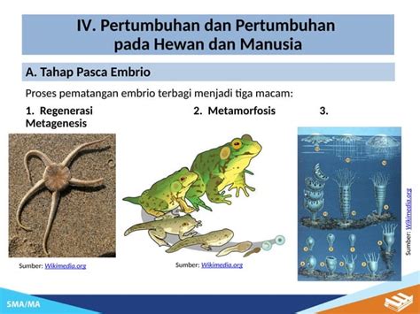 BAB 1 Pertumbuhan dan perkembangan tumbuhan.pptx