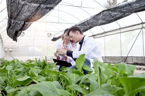 Botanist Scientist Woman And Man In Lab Coat Work Together On Experimental Plant Plots Male