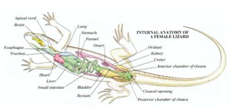 Lab 8 Lizard Diagram Quizlet