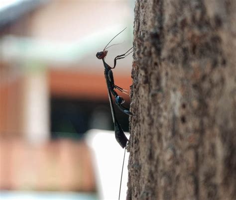 Solving Your Wasp Problem Expert Advice For Queensland Homeowners