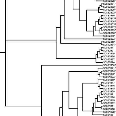 Phylogenetic Tree Of Mouse Androgen Binding Proteins Protein Sequences
