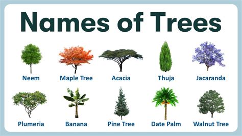 25 Different Types Of Tree Species With Their Names And 54 Off