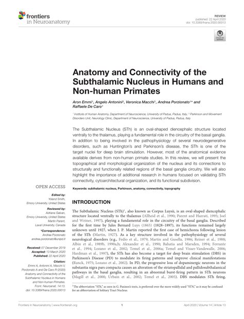 Pdf Anatomy And Connectivity Of The Subthalamic Nucleus In Humans And