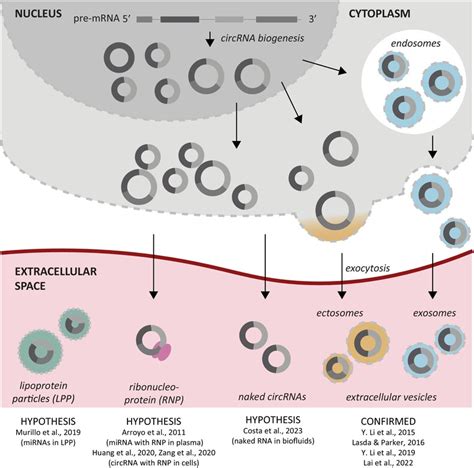 Current Understandings And Open Hypotheses On Extracellular Circular Rnas Verwilt 2024