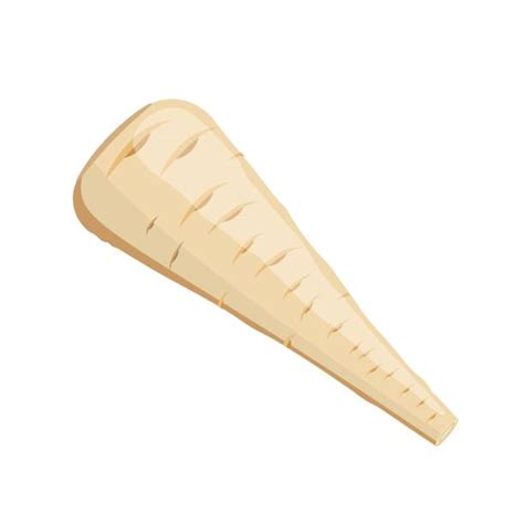 Parsnip Illustrations Royalty Free Vector Graphics And Clip Art Istock Parsnip Illustrations Royalty Free Vector Graphics And Clip Art Istock