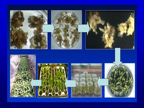 Ppt Plant Cells Tissues And Organs Powerpoint