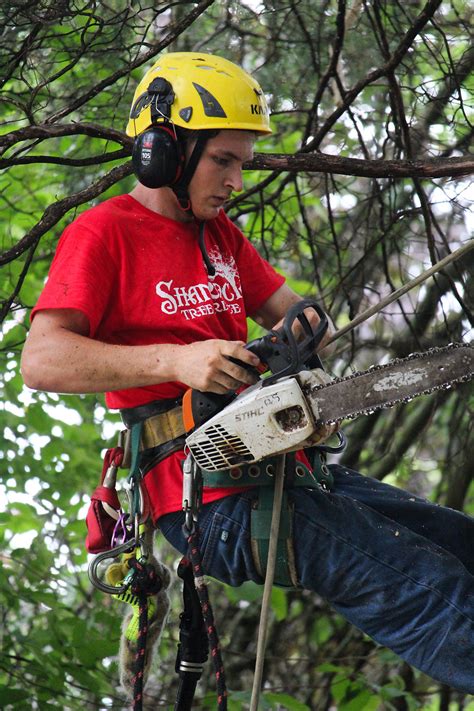 Shamrock Tree Service Tree Service Company Lawrence KS