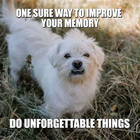 Improve Your Memory Meme