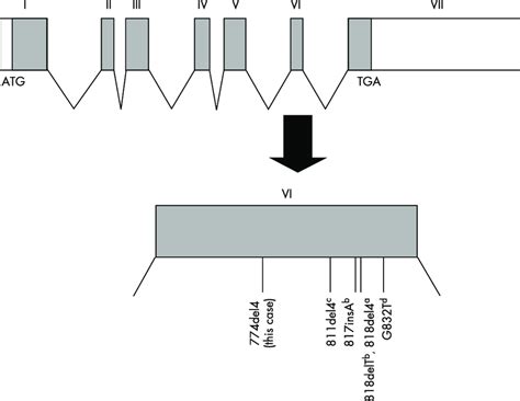 Summary Of Mutations In Ifngr1 Associated With Dominant Forms Of Ifncr1 Download Scientific