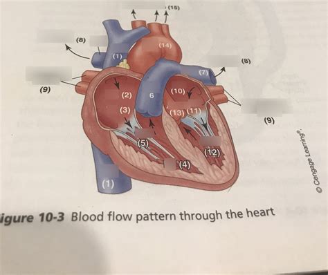 Blood Flow Pattern Through The Heart Diagram Quizlet