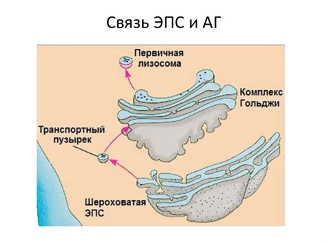 Аппарат Гольджи Лизосомы Вакуоли презентация онлайн