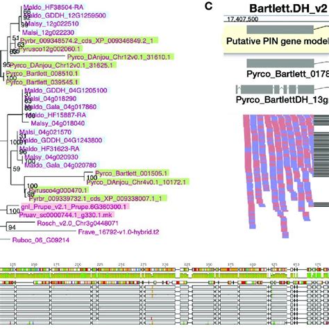 Phylogeny Amino Acid Sequence Comparison And Rnaseq Read Mapping Of Download Scientific