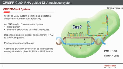 A Workflow For Knock In Genome Editing Simplified Youtube