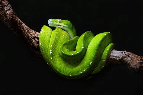 Use Tablib To Handle Simple Tabular Data In Python Towards Data Science