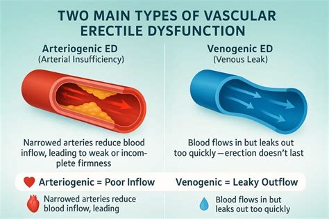Vascular Erectile Dysfunction Symptoms Causes And Treatments Allo Health Blog
