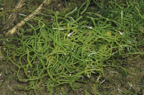 Chlorophyta Examples