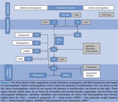 Vascular Mind The Three Phases Of The Coagulation Cascade And Targets