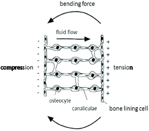 Figure Schematic Representation Of A Trabeculum Under Bending Load