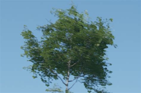 blurry megascan tree r unrealengine