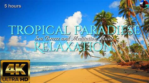 4k Tropical Paradiese Relaxation 🌊 Sea Breeze Palm Trees And