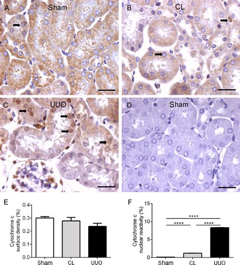 Representative Photomicrographs And Quantification Of The Download Scientific Diagram