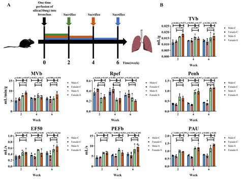 Effect Of Sex Differences In Silicotic Mice