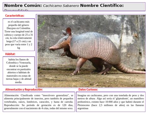 Cachicamo Sabanero Hábitat Y Dieta Pdf
