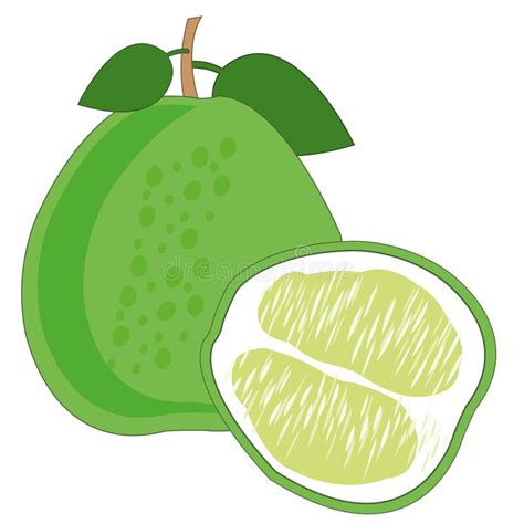 Pomelo Fruit On White Background Is Insulated Stock Illustration Illustration Of Pomelo Tart