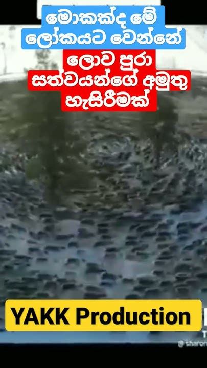 ලෝකය පුරා සතුන්ගේ අමුතු හැසිරීමක් නිරීක්ෂණය වෙයි Youtube