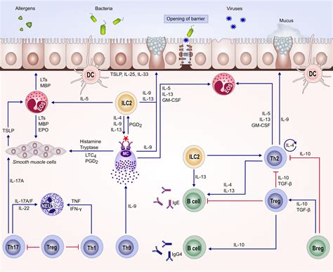 Type 2 Immunity In The Skin And Lungs Akdis 2020 Allergy Wiley Online Library
