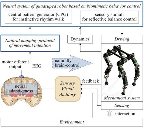 Architecture Of Instinctive Brain Control Of Quadruped Robot Download Scientific Diagram