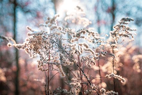 잔디 태양 목초지 Pixabay의 무료 사진