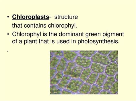 Plants Ppt Download