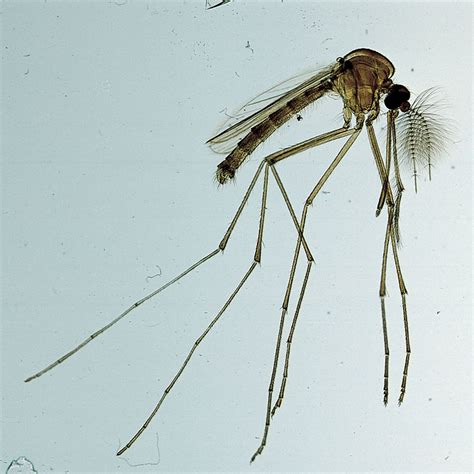 Mosquito Under Microscope