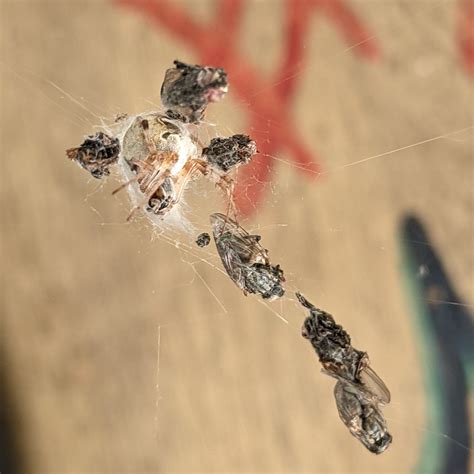 Unidentified Spider In Niland Ca California United States