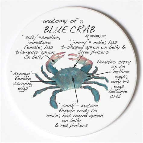 Blue Crab Labeled