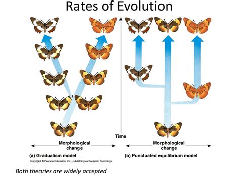Ppt Speciation And Macroevolution Powerpoint Presentation Free