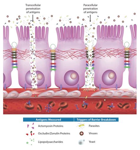 Cyrex Array 2 Intestinal Antigenic Permeability Screen Detox Nutrition