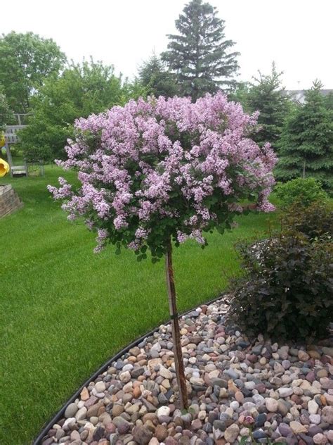 Lilac Tree Lilac Tree Plants Garden