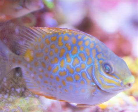 Orange Spotted Rabbitfish Bay Area Reefers Bar
