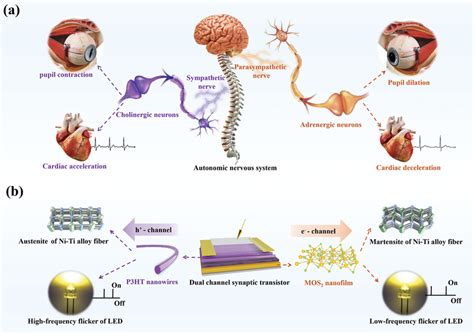 Sympathetic And Parasympathetic Pathway Cholinergic