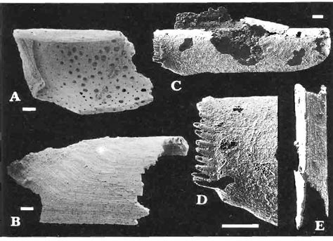 Figure 1 From Evolution Of Small Shelly Fossils Assemblages Of The Early Paleozoic Semantic