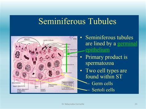 Anatomy Of The Male External Genitalia Pptx