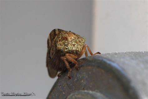 Treehopper Project Noah