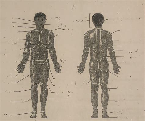 Body Part 2 Diagram Quizlet